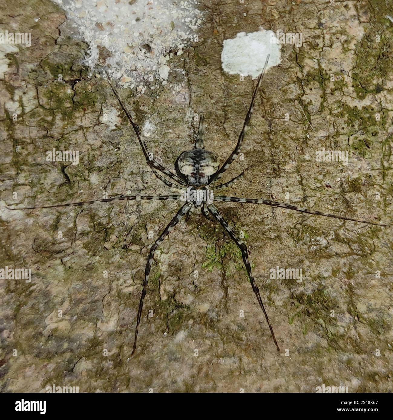 Two-tailed Spiders (Hersiliidae Stock Photo - Alamy