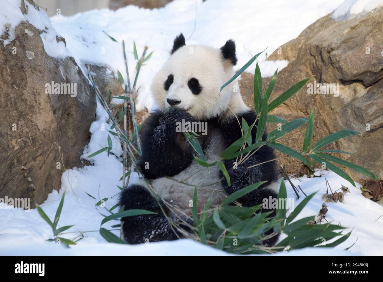 Washington, USA. 9th Jan, 2025. Female giant panda Qing Bao eats bamboo ...