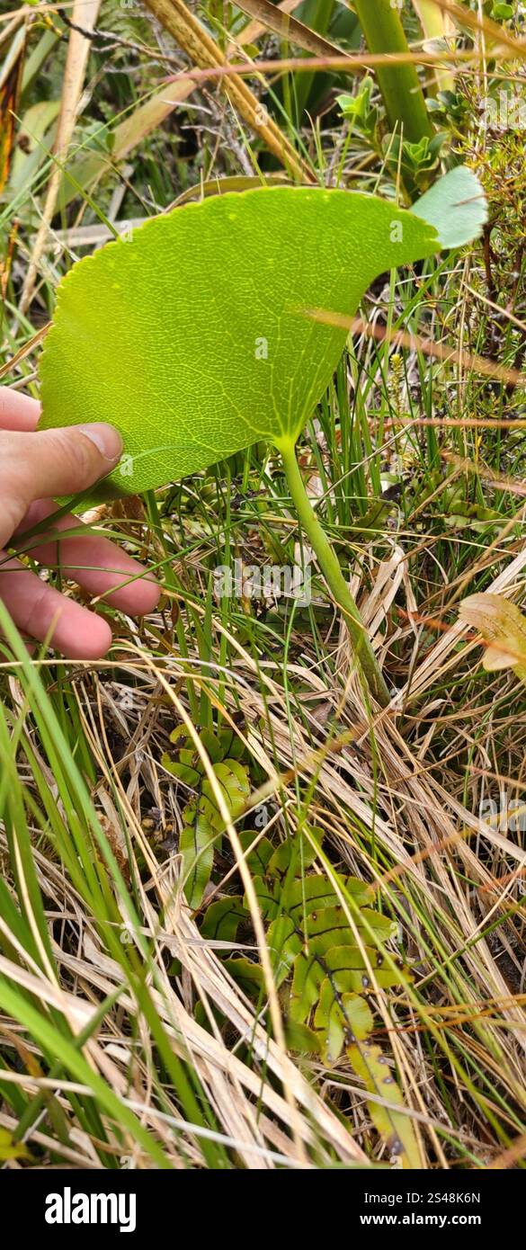Mount Cook lily (Ranunculus lyallii Stock Photo - Alamy