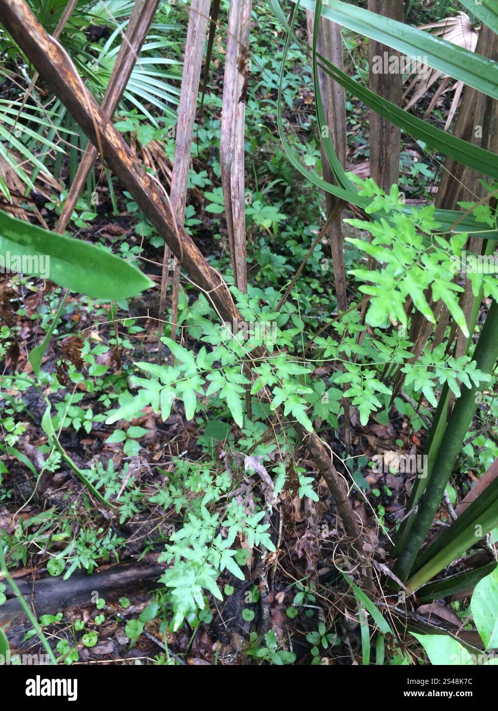 Japanese climbing fern (Lygodium japonicum Stock Photo - Alamy