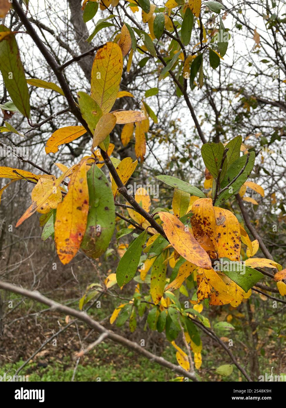 Gum bumelia (Sideroxylon lanuginosum Stock Photo - Alamy
