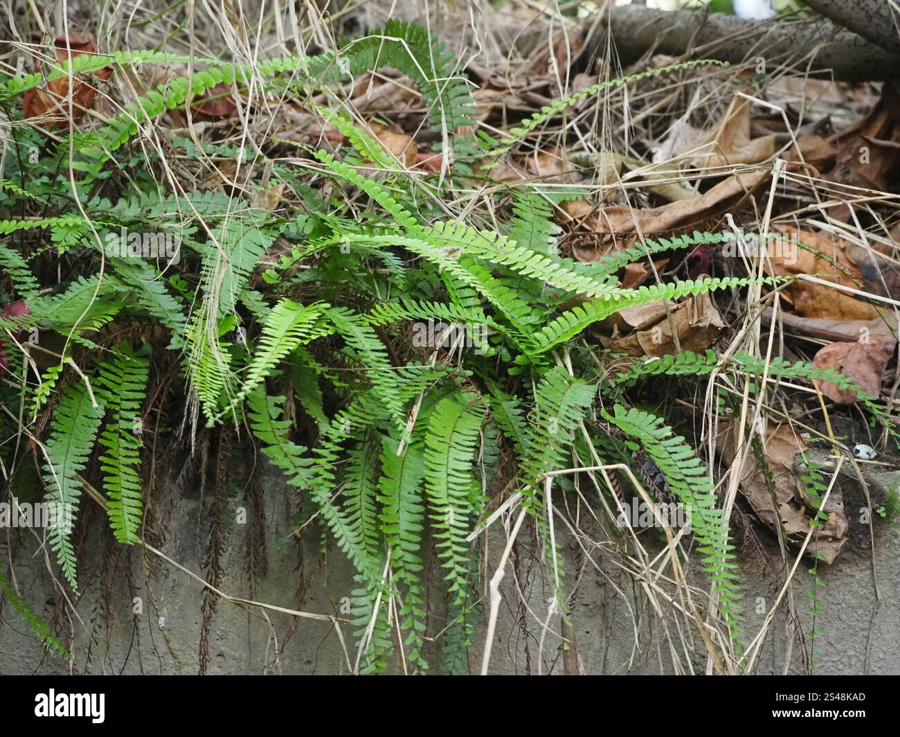 Trailing maidenhair fern (Adiantum caudatum Stock Photo - Alamy