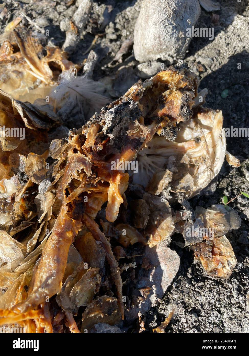 Ray-finned Fishes (Actinopterygii Stock Photo - Alamy