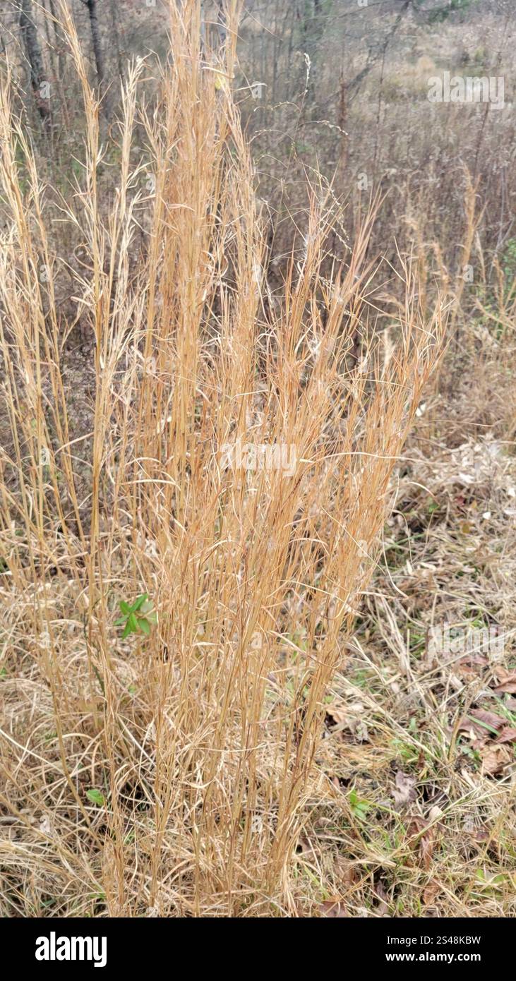 broomsedge bluestem (Andropogon virginicus Stock Photo - Alamy