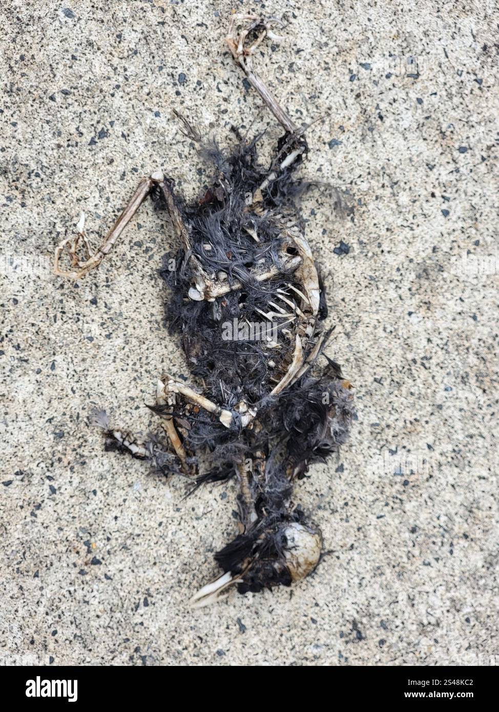 Western European Blackbird (Turdus merula merula Stock Photo - Alamy