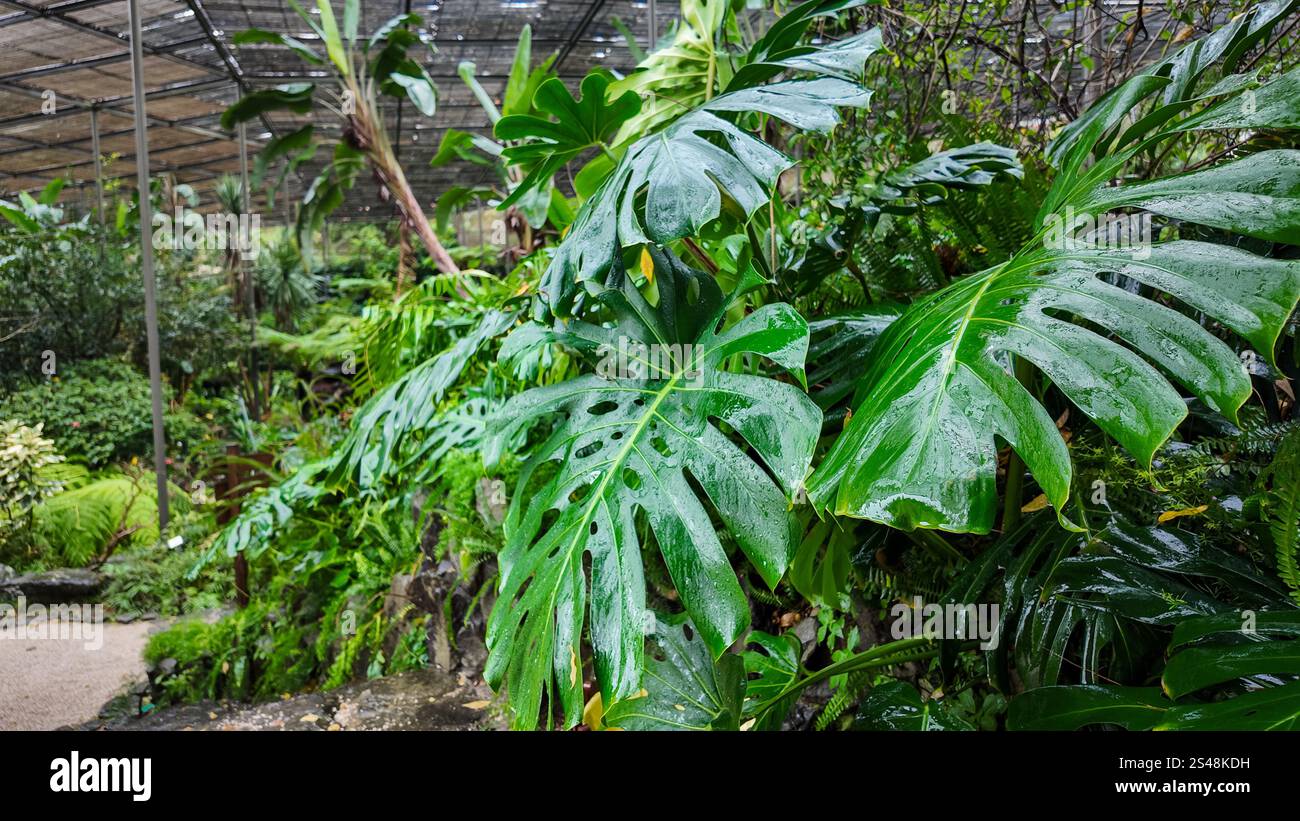 Inside The Estufa Fria greenhouse garden complex, showcasing diverse ...