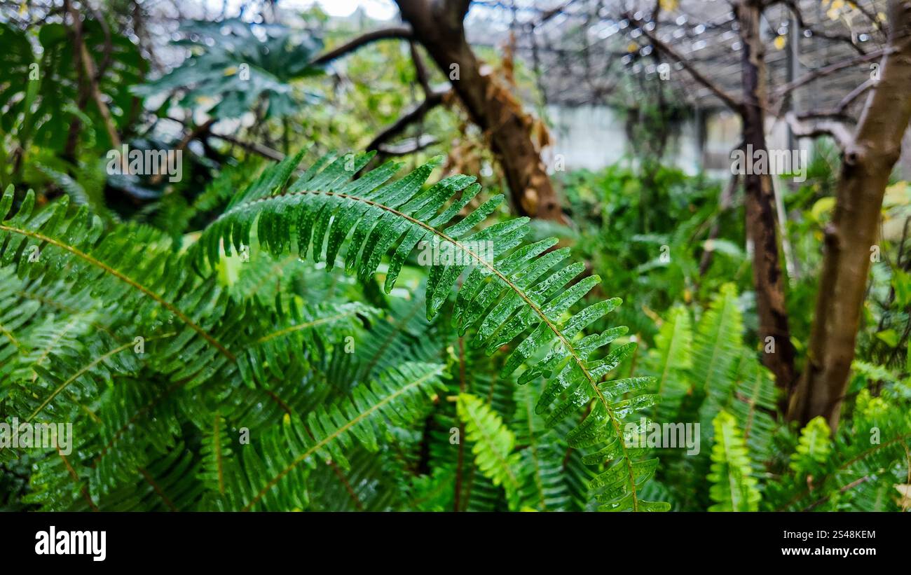 Inside The Estufa Fria greenhouse garden complex, showcasing diverse ...