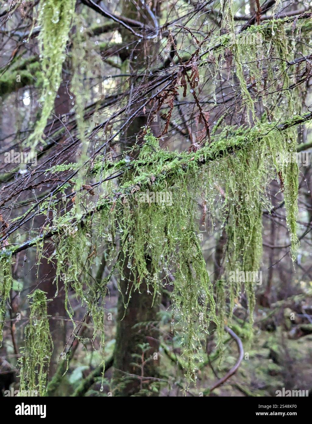 Cat's Tail Moss (Pseudisothecium stoloniferum Stock Photo - Alamy