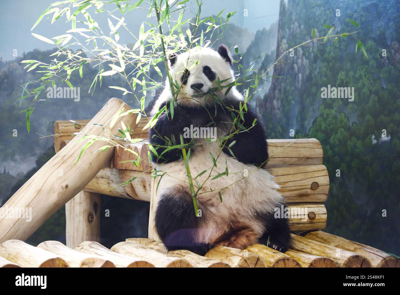 Washington, USA. 9th Jan, 2025. Female giant panda Qing Bao eats bamboo at the Smithsonian's ...