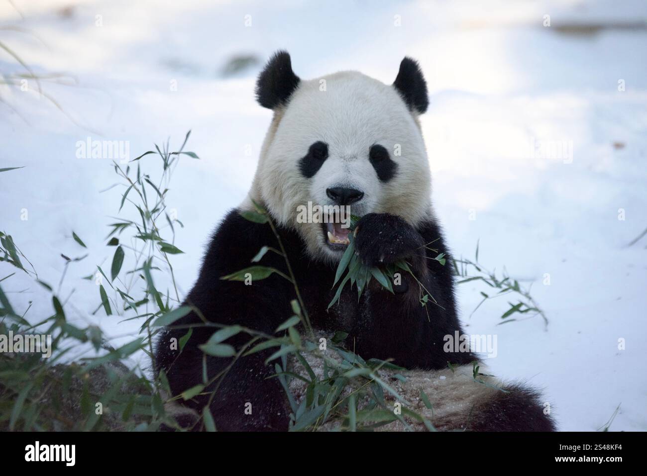 Washington, USA. 9th Jan, 2025. Male giant panda Bao Li eats bamboo at ...