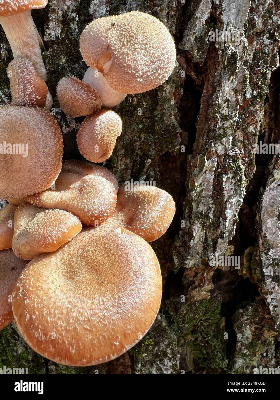Bulbous Honey Fungus (Armillaria gallica Stock Photo - Alamy