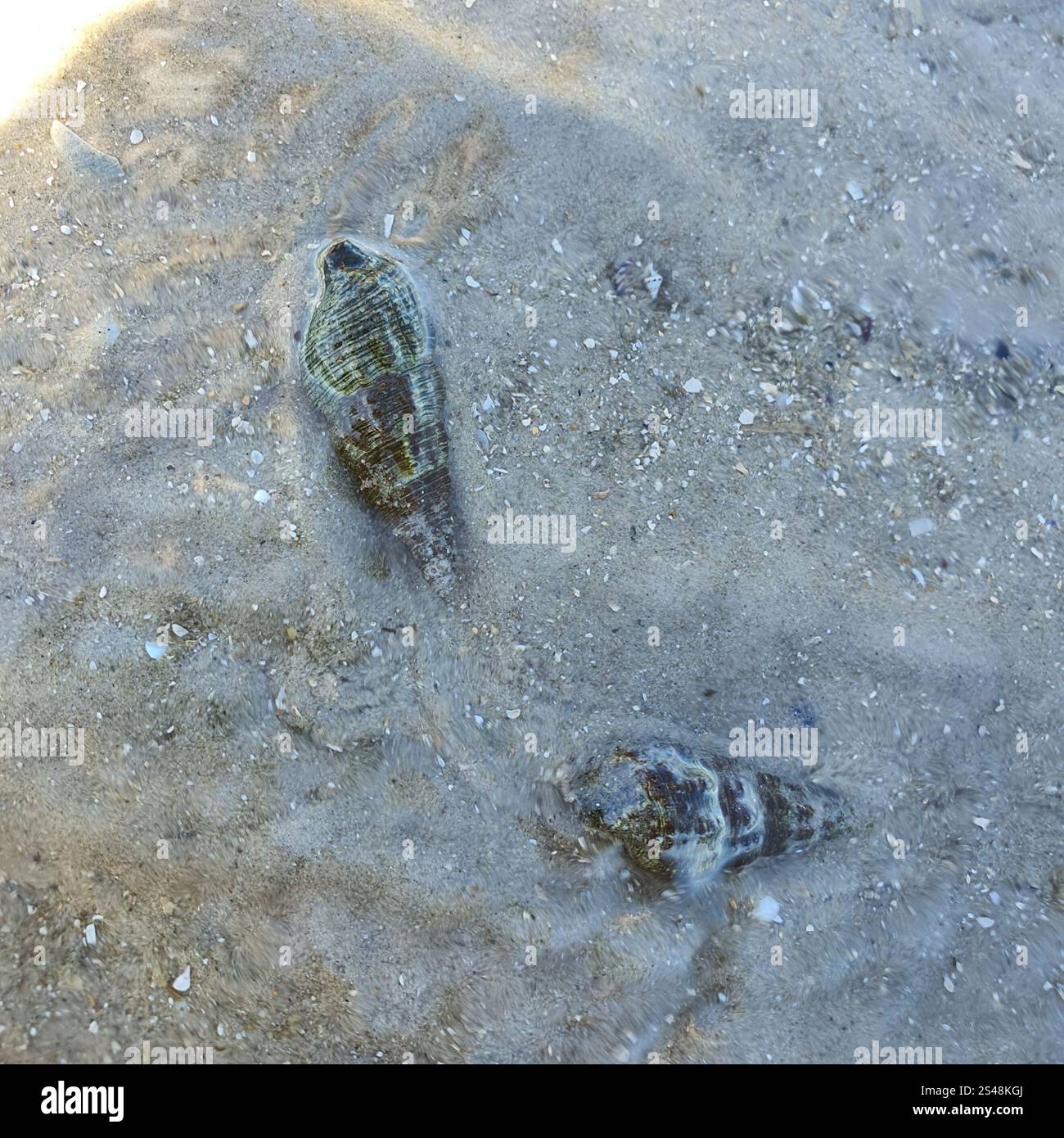 Australian Mud Whelk (Batillaria australis Stock Photo - Alamy