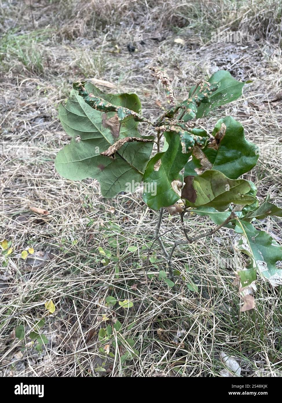 oak flake gall wasp (Neuroterus quercusverrucarum Stock Photo - Alamy