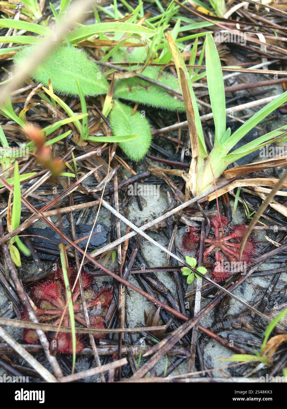 Pink Sundew (Drosera capillaris Stock Photo - Alamy