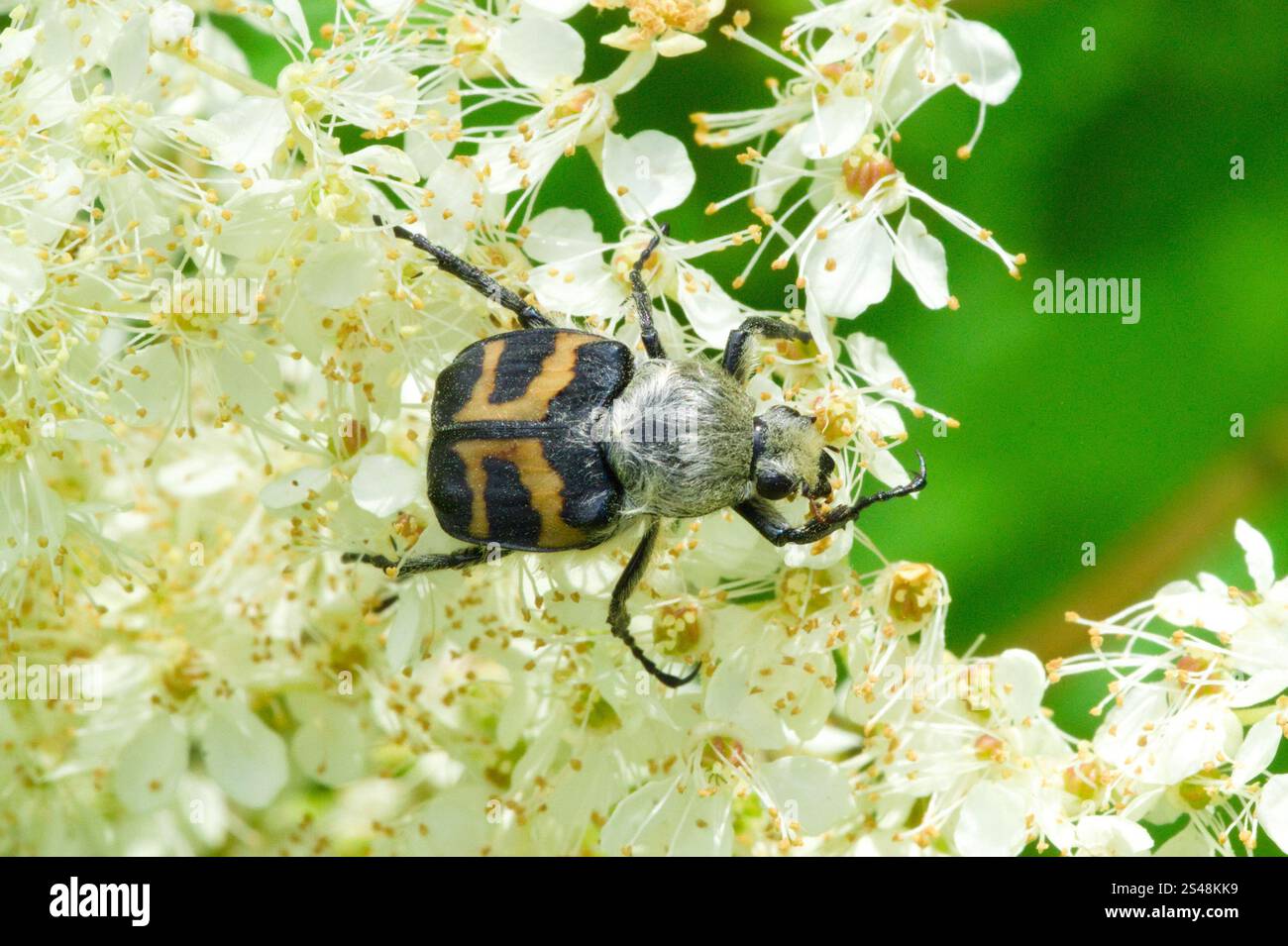 Bee Beetles (Trichius Stock Photo - Alamy