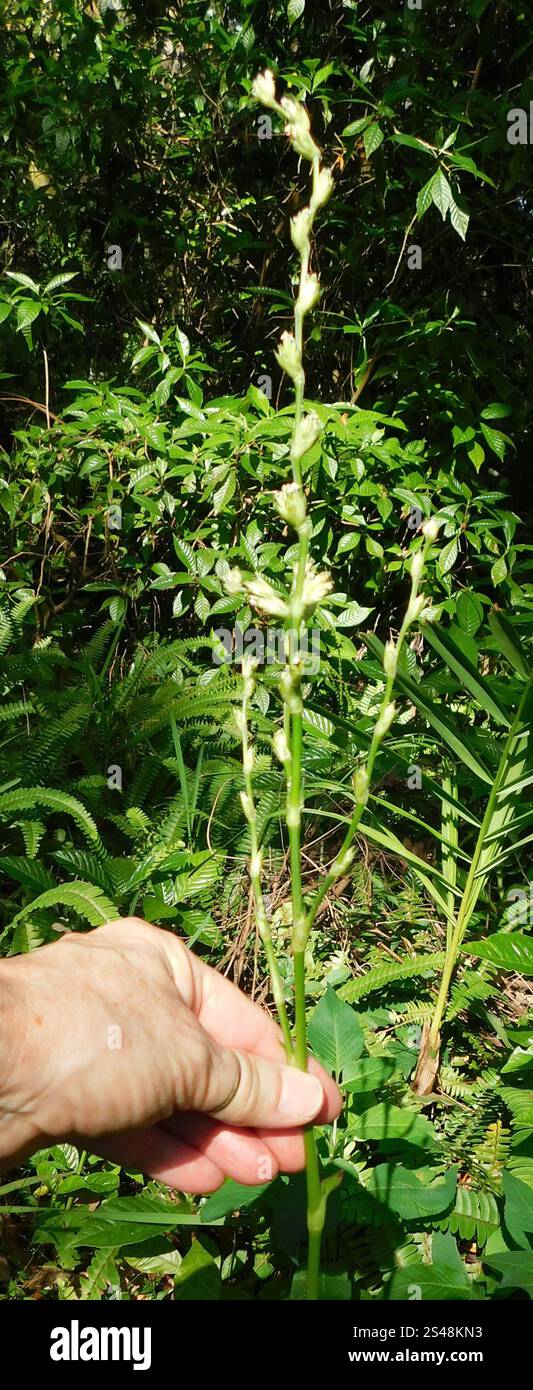 False Bromeliad Plant (Callisia fragrans Stock Photo - Alamy