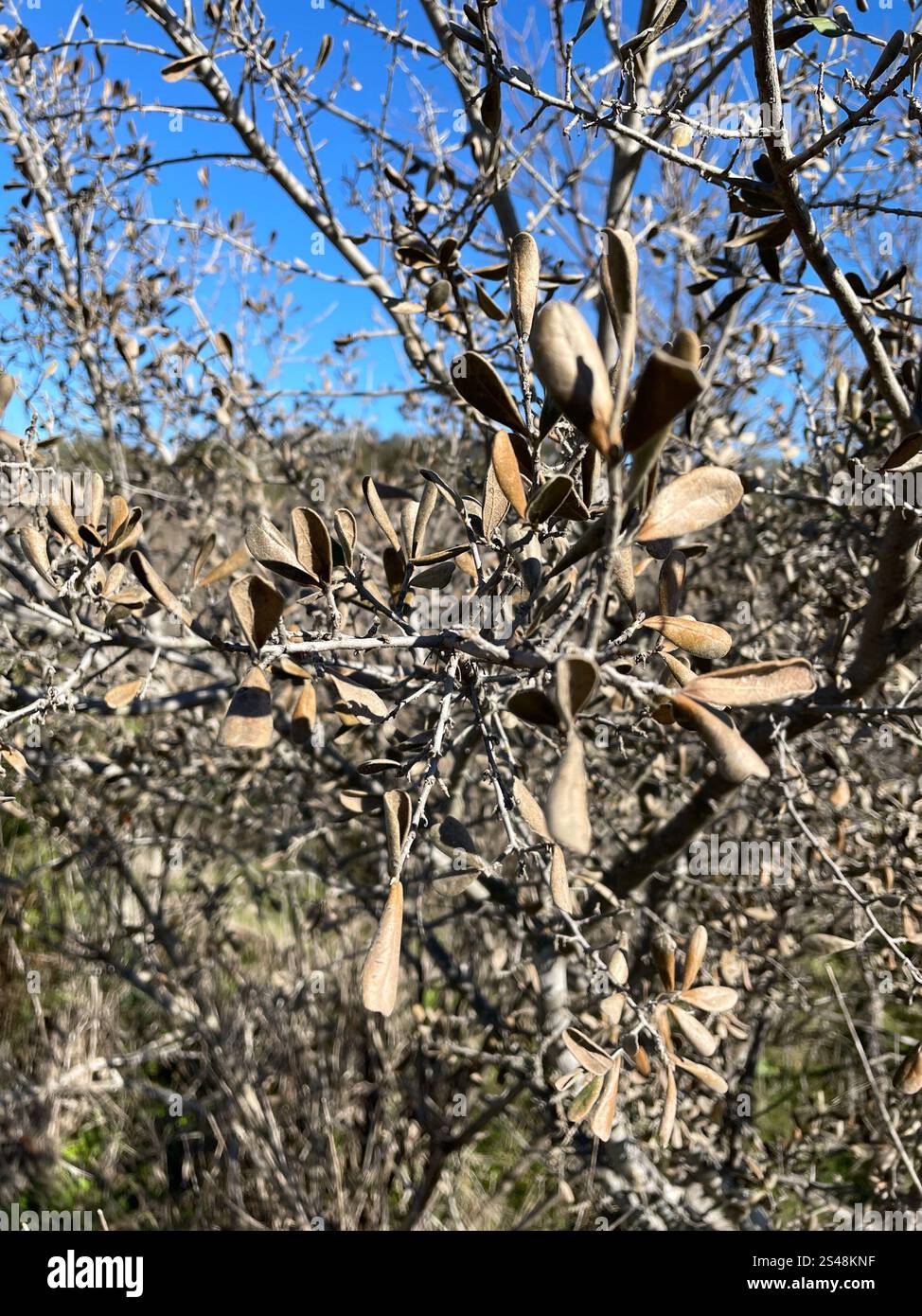 Texas Persimmon (Diospyros texana Stock Photo - Alamy