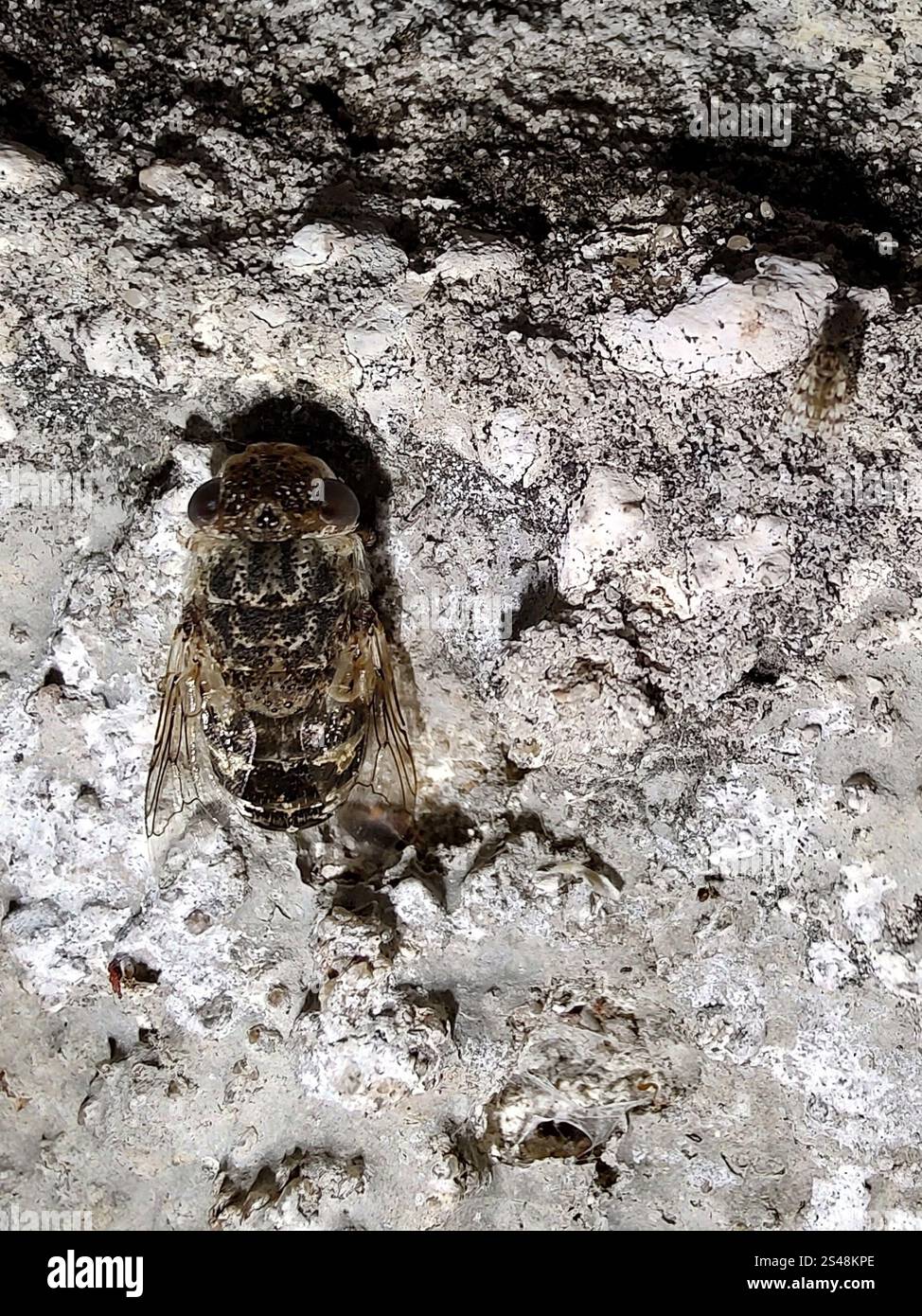Sheep Nostril Fly (Oestrus ovis Stock Photo - Alamy