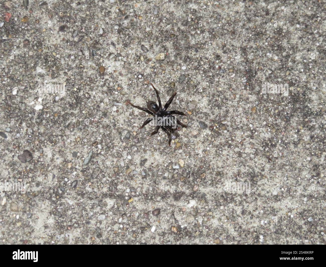 Purse-web Spider (Atypus Stock Photo - Alamy