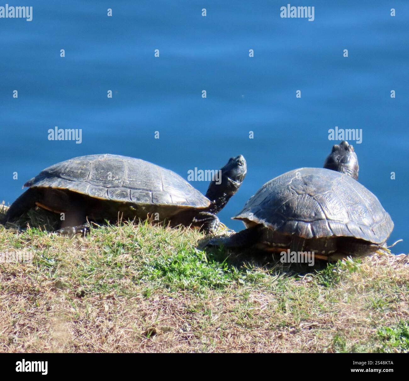 Red-eared Slider (Trachemys scripta elegans Stock Photo - Alamy