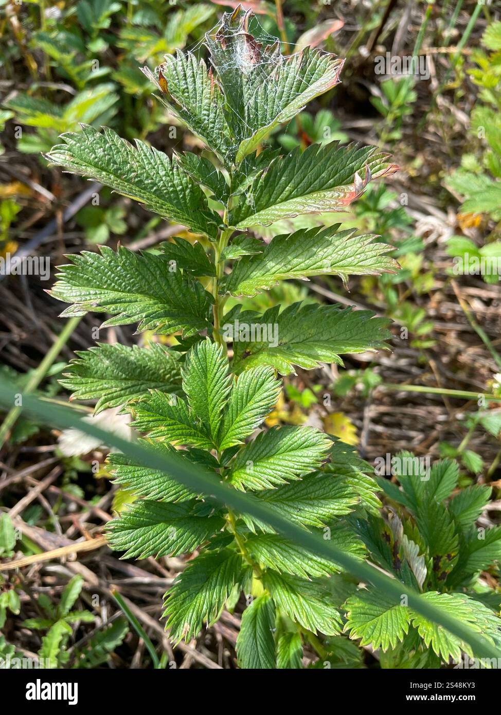 Pacific silverweed (Argentina pacifica Stock Photo - Alamy