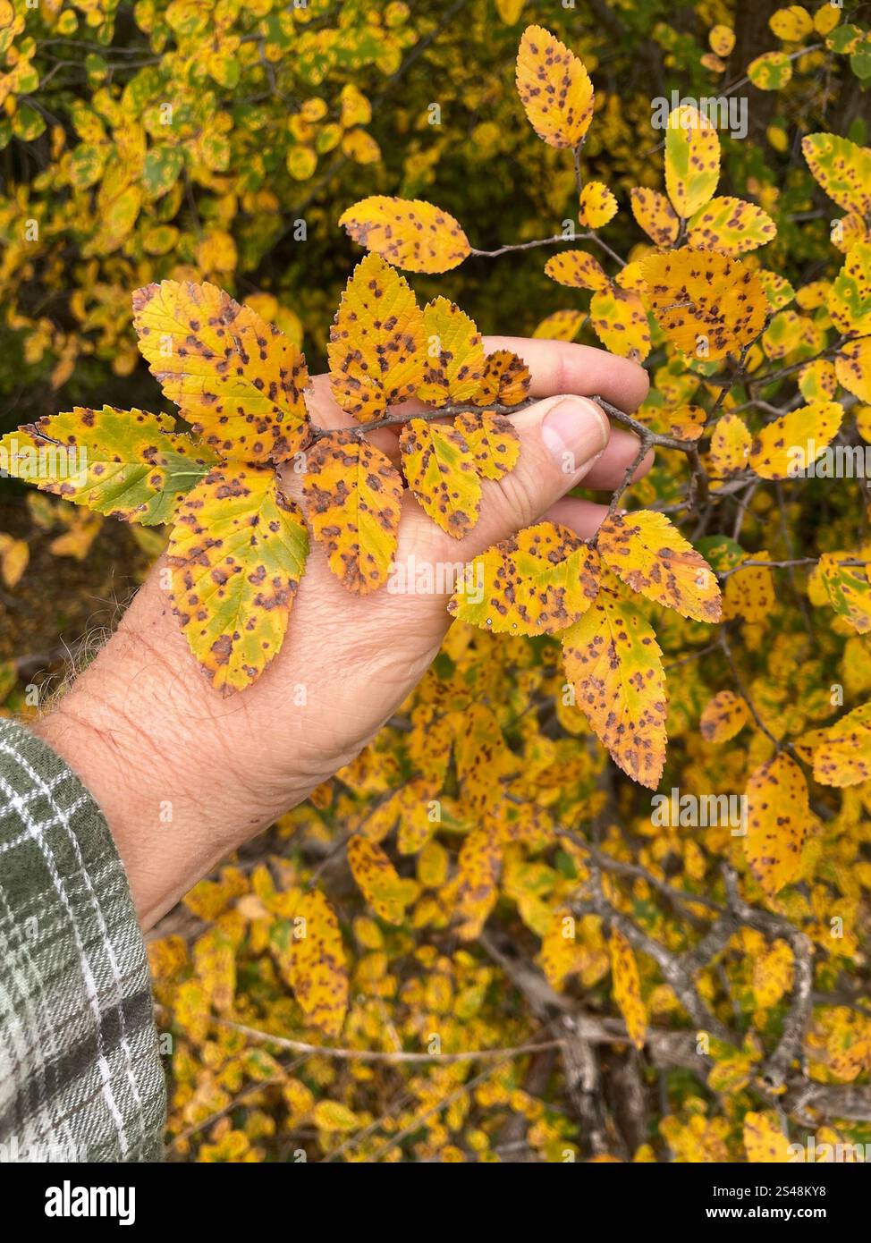Cedar Elm (Ulmus crassifolia Stock Photo - Alamy