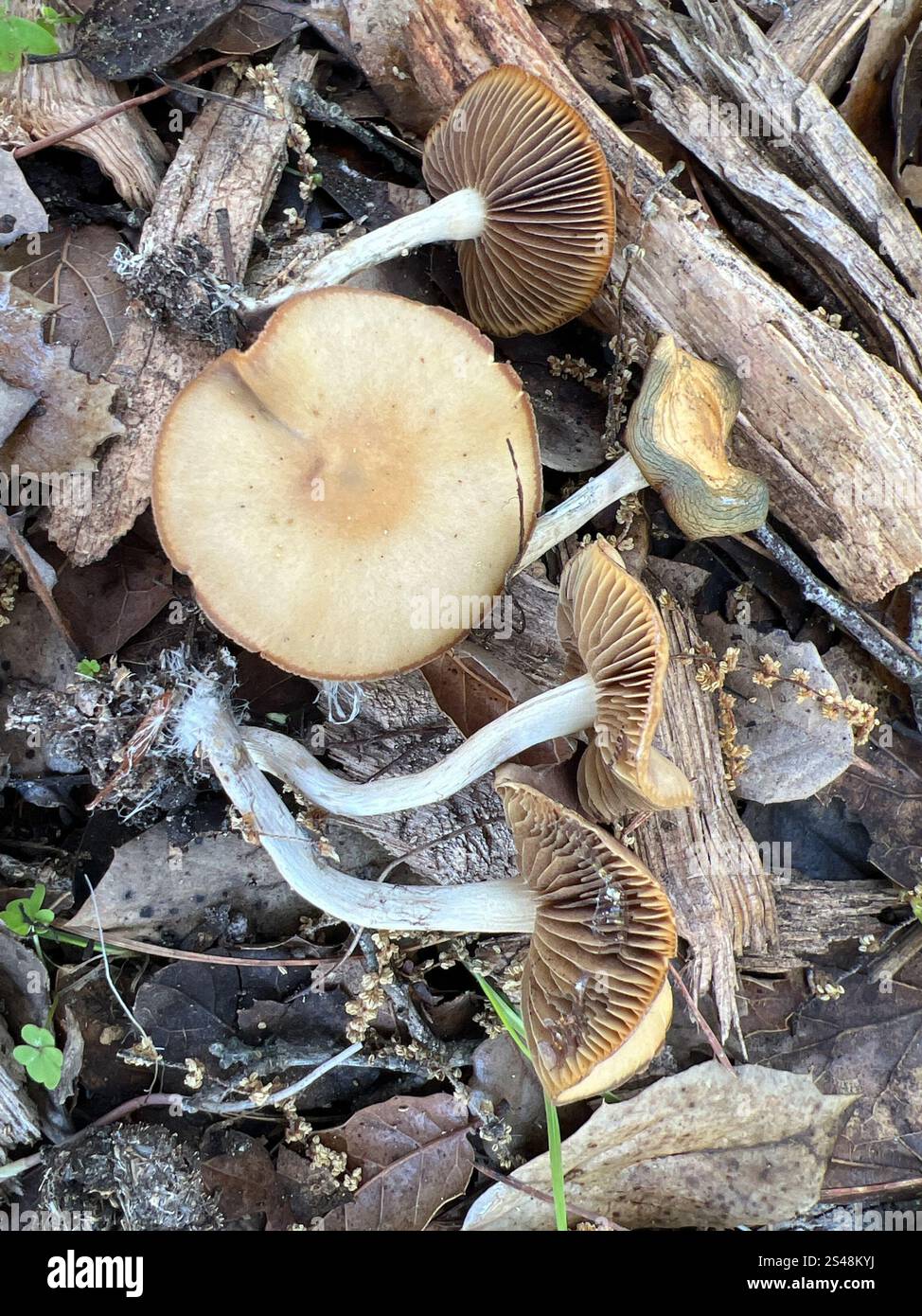 Wavy Cap (Psilocybe cyanescens Stock Photo - Alamy