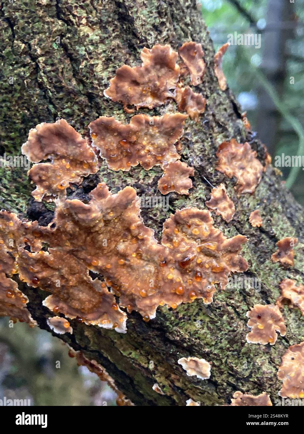 Bleeding Oak Crust (Stereum gausapatum Stock Photo - Alamy
