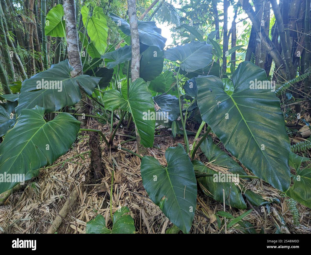 Giant Elephant Ear (Philodendron giganteum Stock Photo - Alamy