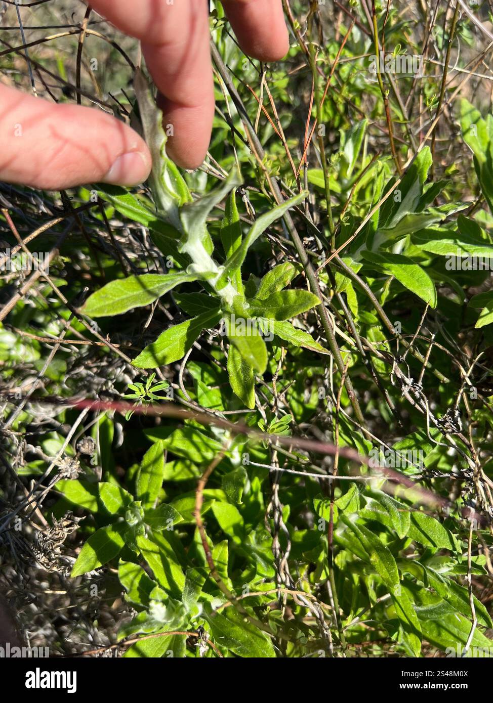 two-color rabbit tobacco (Pseudognaphalium biolettii Stock Photo - Alamy