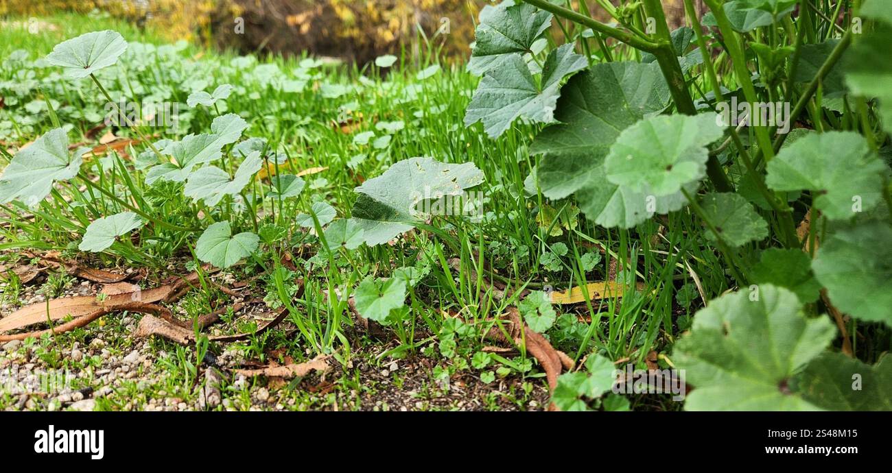 cheeseweed mallow (Malva parviflora Stock Photo - Alamy