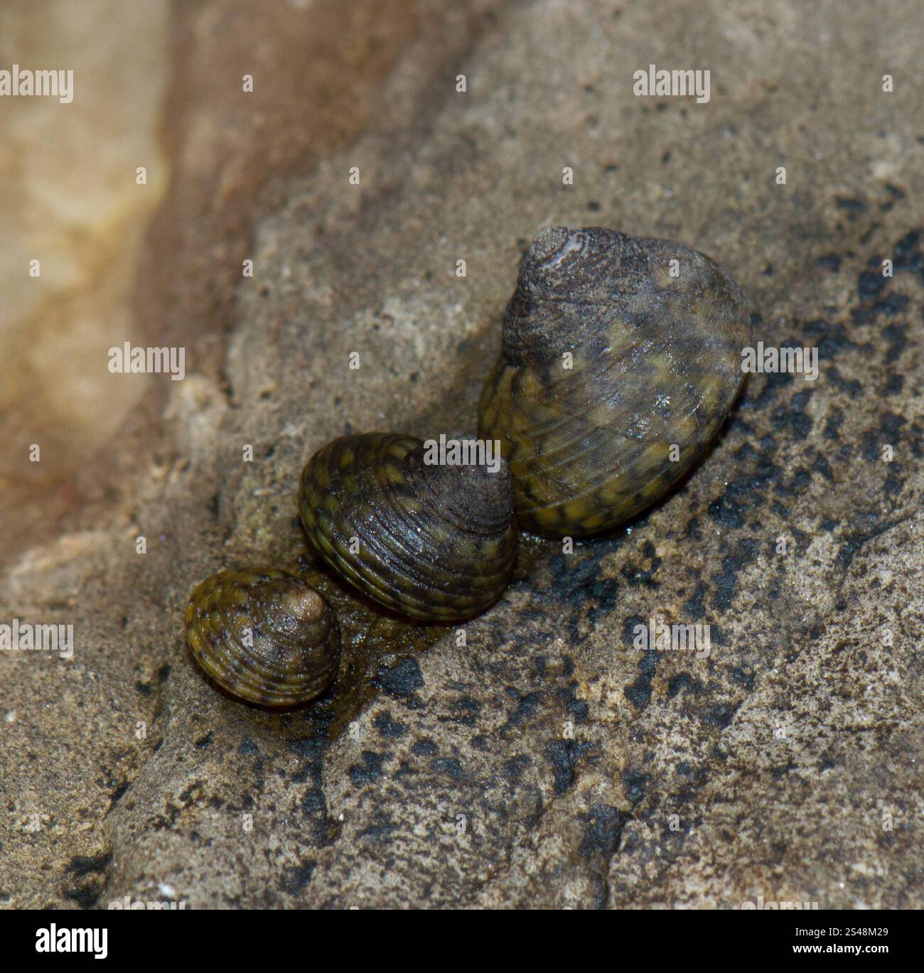 Turbinate Monodont (Phorcus turbinatus Stock Photo - Alamy