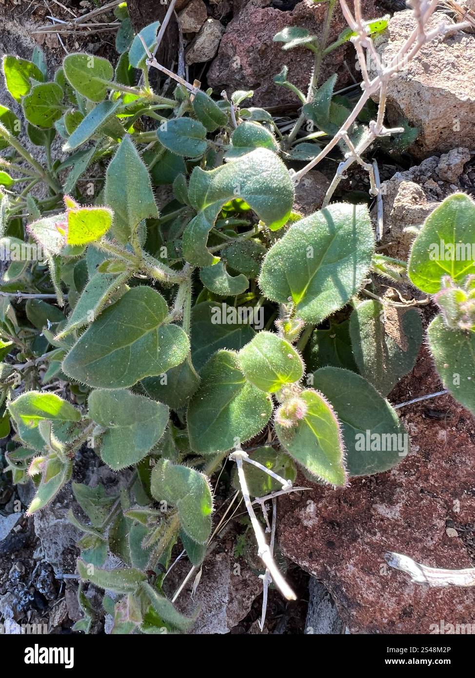 Wishbone Bush (Mirabilis laevis Stock Photo - Alamy