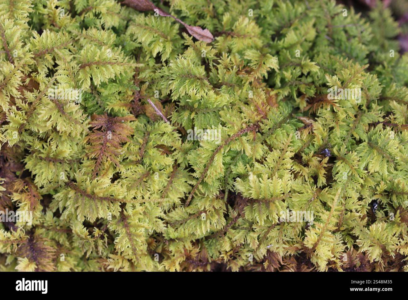 fern mosses (Thuidium Stock Photo - Alamy