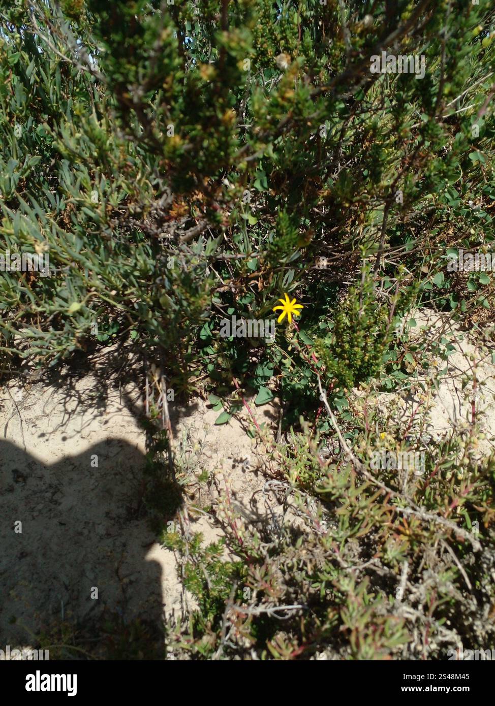 Sand Babooncabbage (Othonna coronopifolia Stock Photo - Alamy