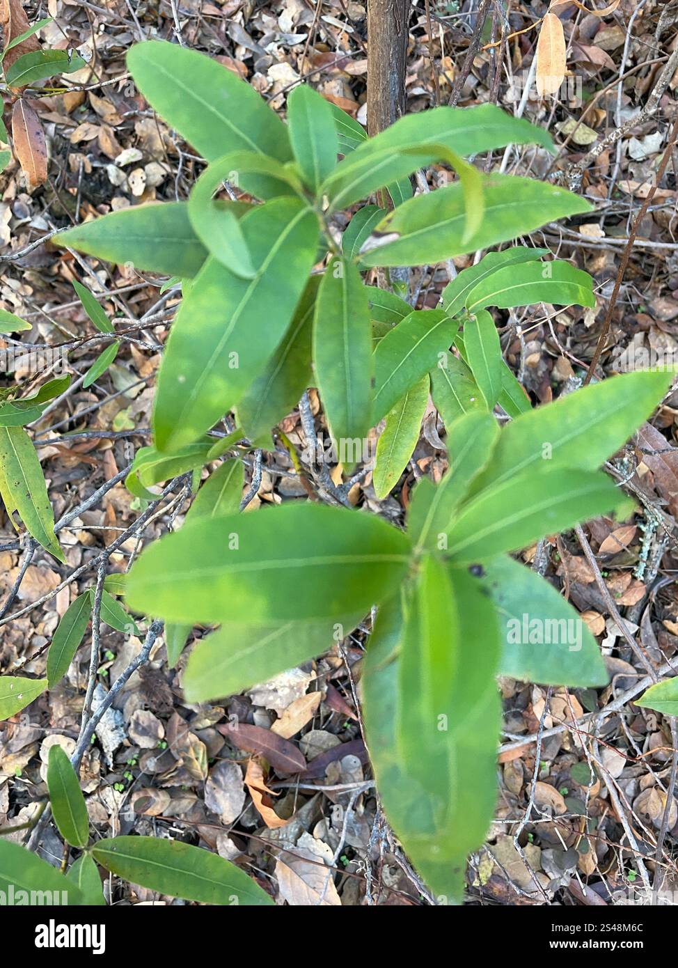 California bay (Umbellularia californica Stock Photo - Alamy