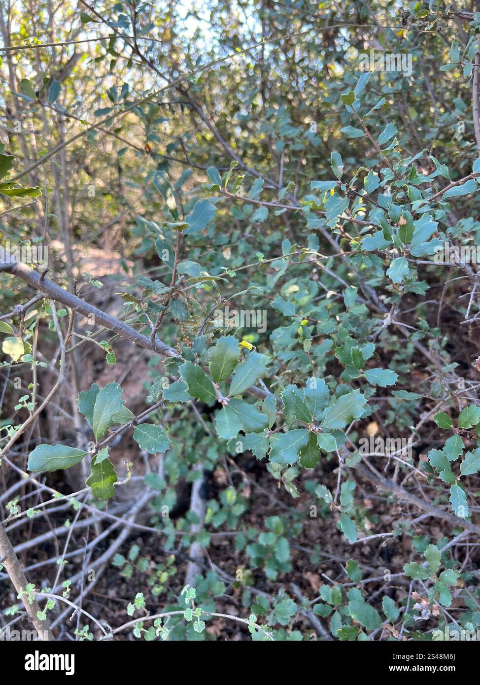 California scrub oak (Quercus berberidifolia Stock Photo - Alamy
