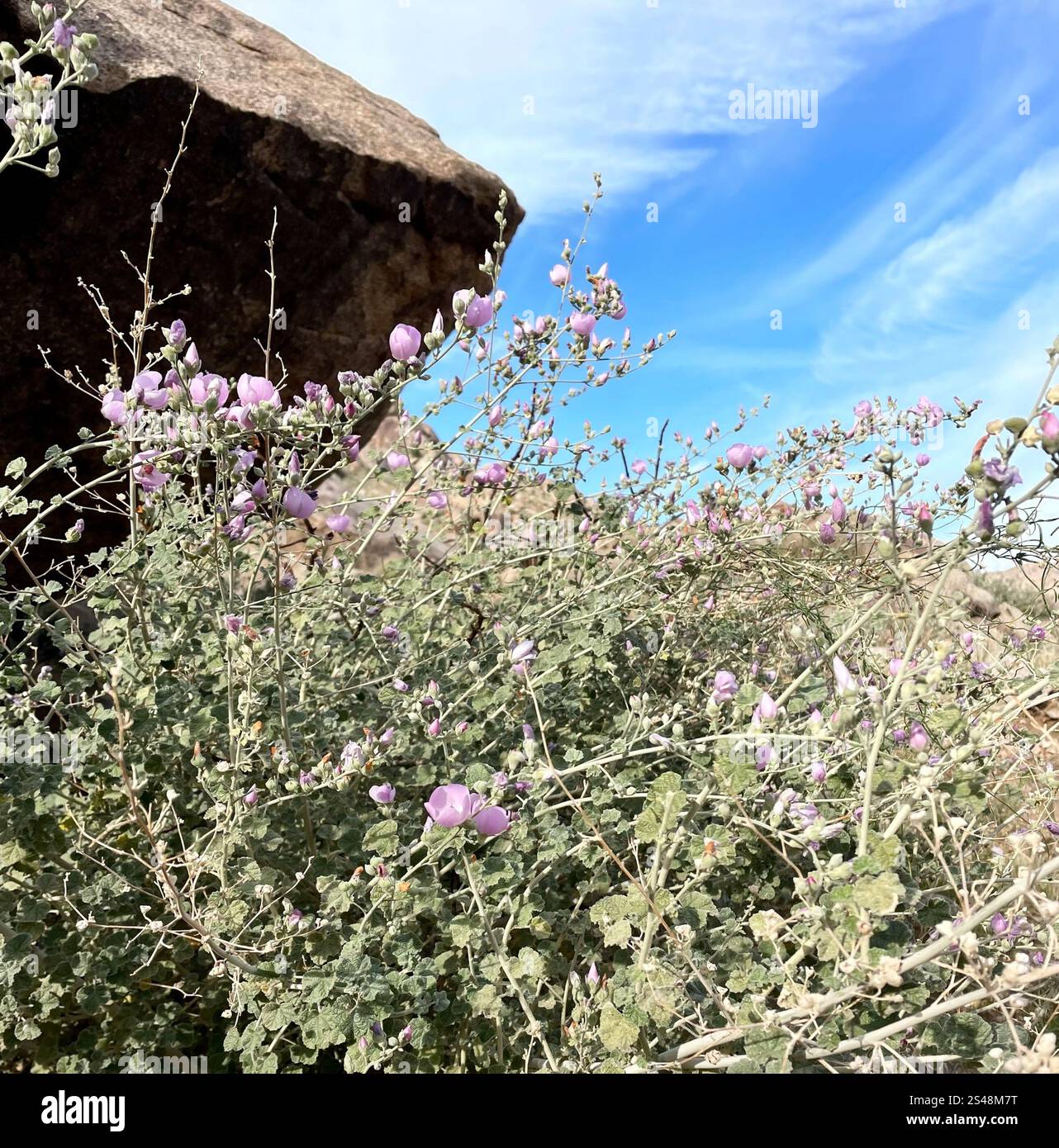 southern coastal bushmallow (Malacothamnus fasciculatus Stock Photo - Alamy