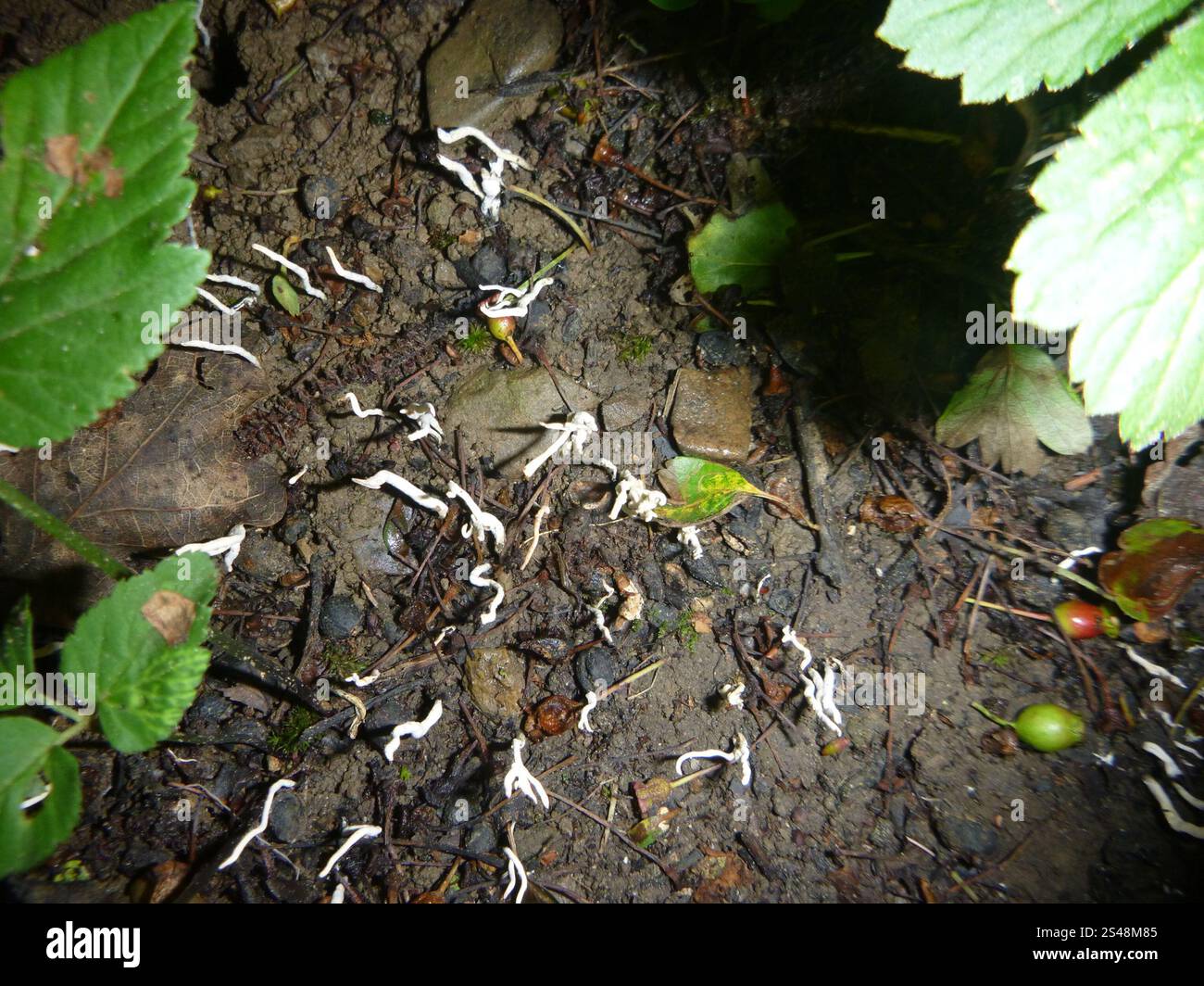 antler and spindle fungi (Clavariaceae Stock Photo - Alamy