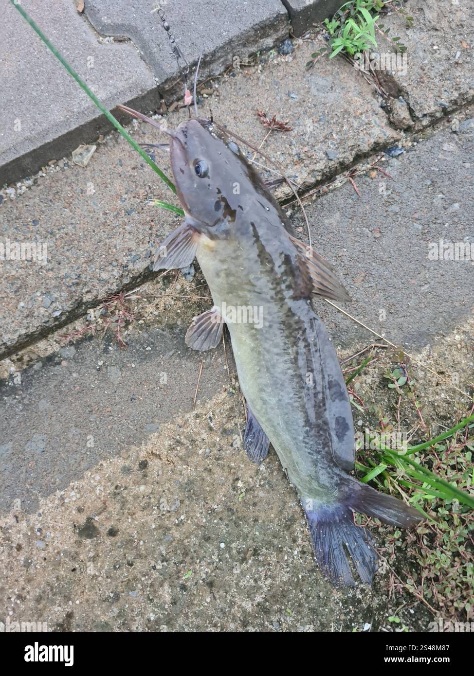 Three-barbeled Catfishes (Heptapteridae Stock Photo - Alamy