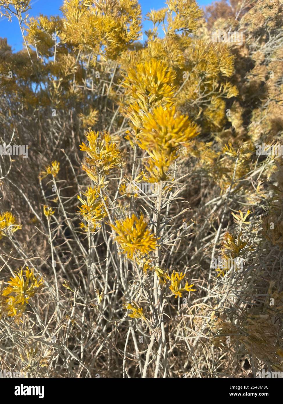 Rubber Rabbitbrush (Ericameria nauseosa Stock Photo - Alamy