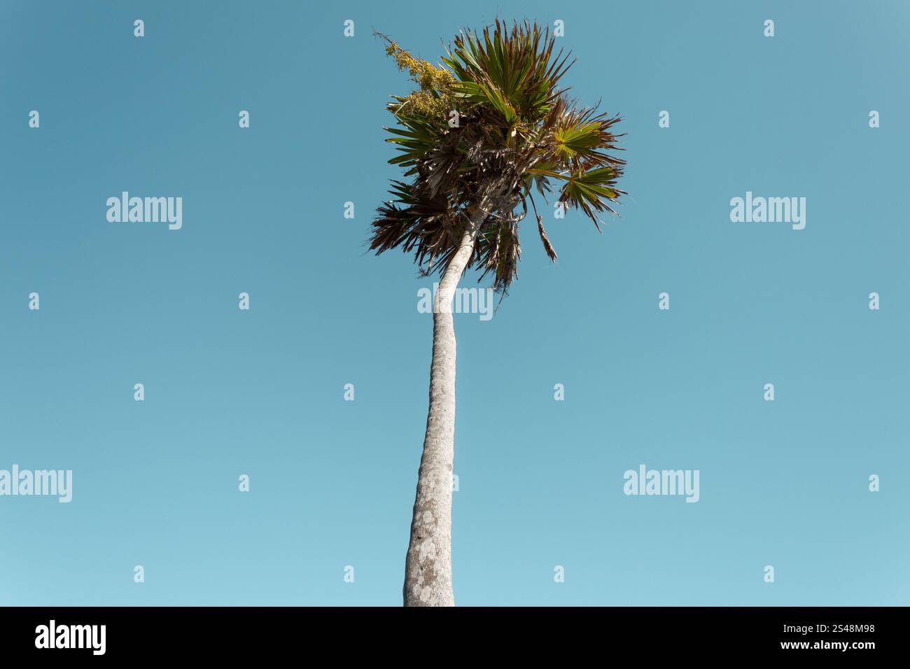 Palm tree stands hi-res stock photography and images - Alamy