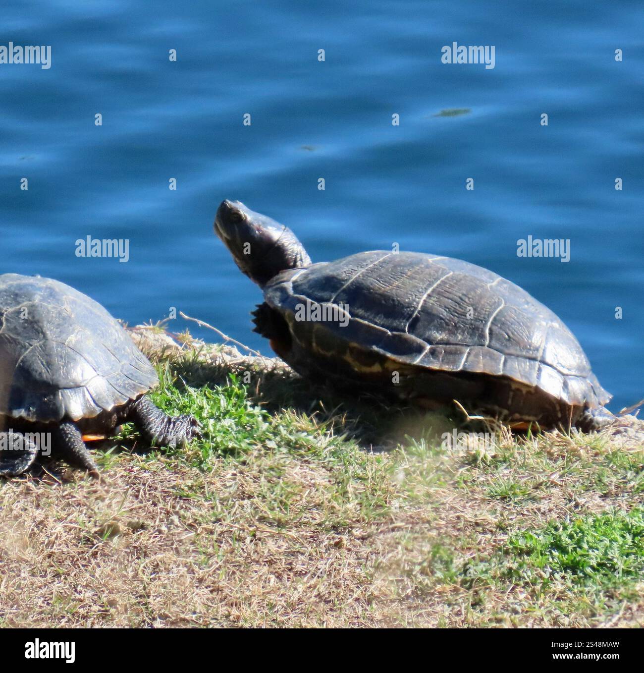 Red-eared Slider (Trachemys scripta elegans Stock Photo - Alamy