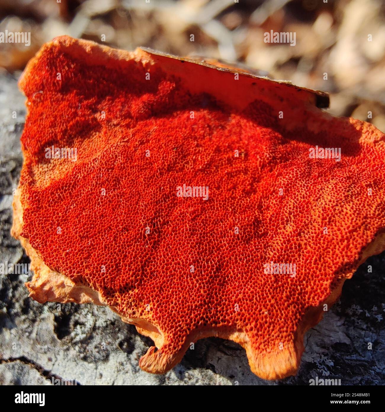 Northern Cinnabar Polypore (Trametes cinnabarina Stock Photo - Alamy