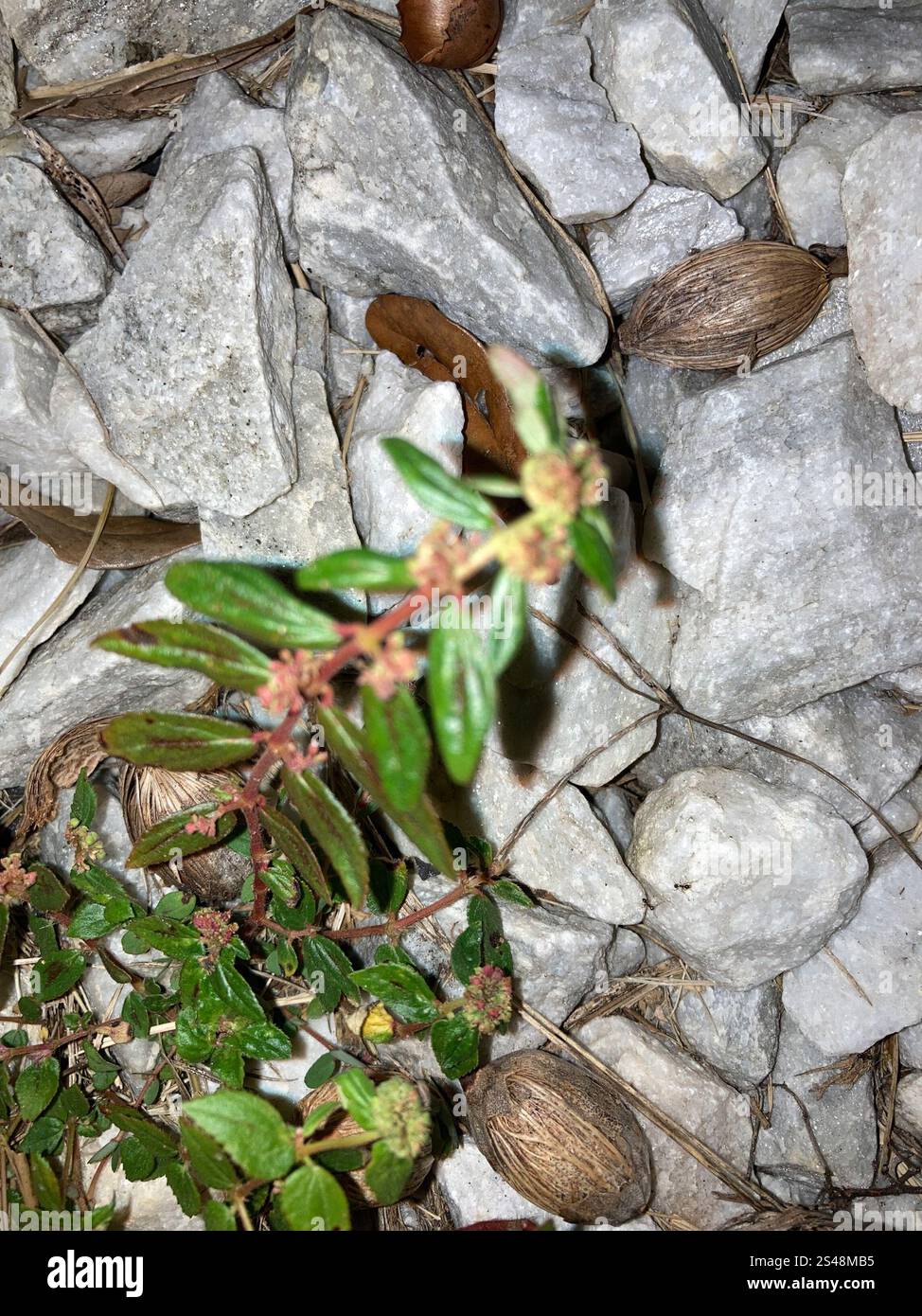 Asthma plant (Euphorbia hirta Stock Photo - Alamy