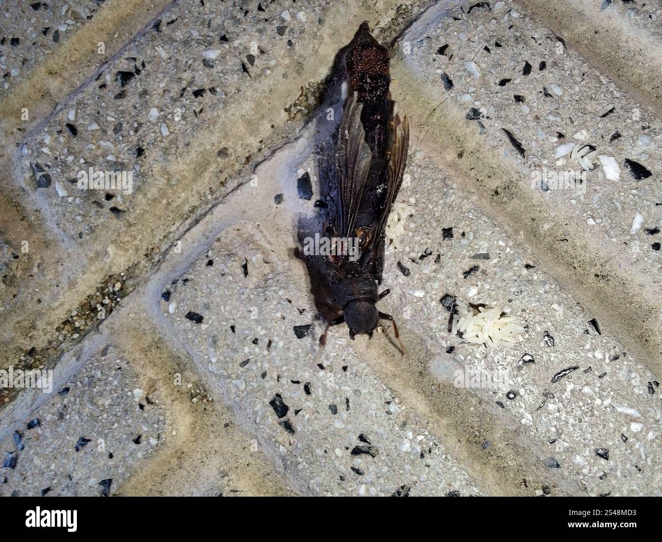 Ship-timber Beetles (Atractocerus Stock Photo - Alamy