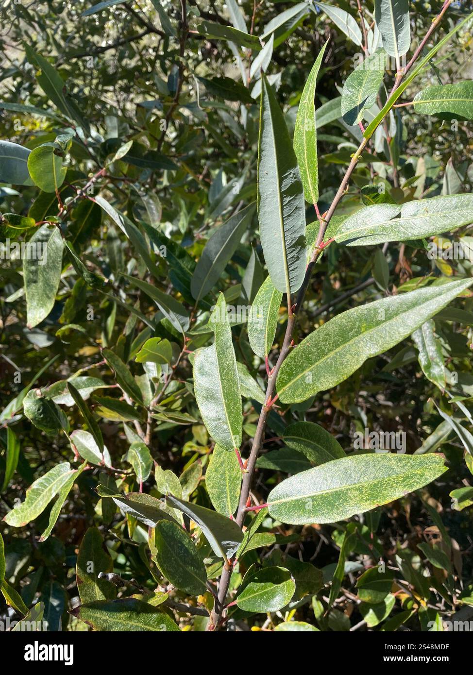 red willow (Salix laevigata Stock Photo - Alamy