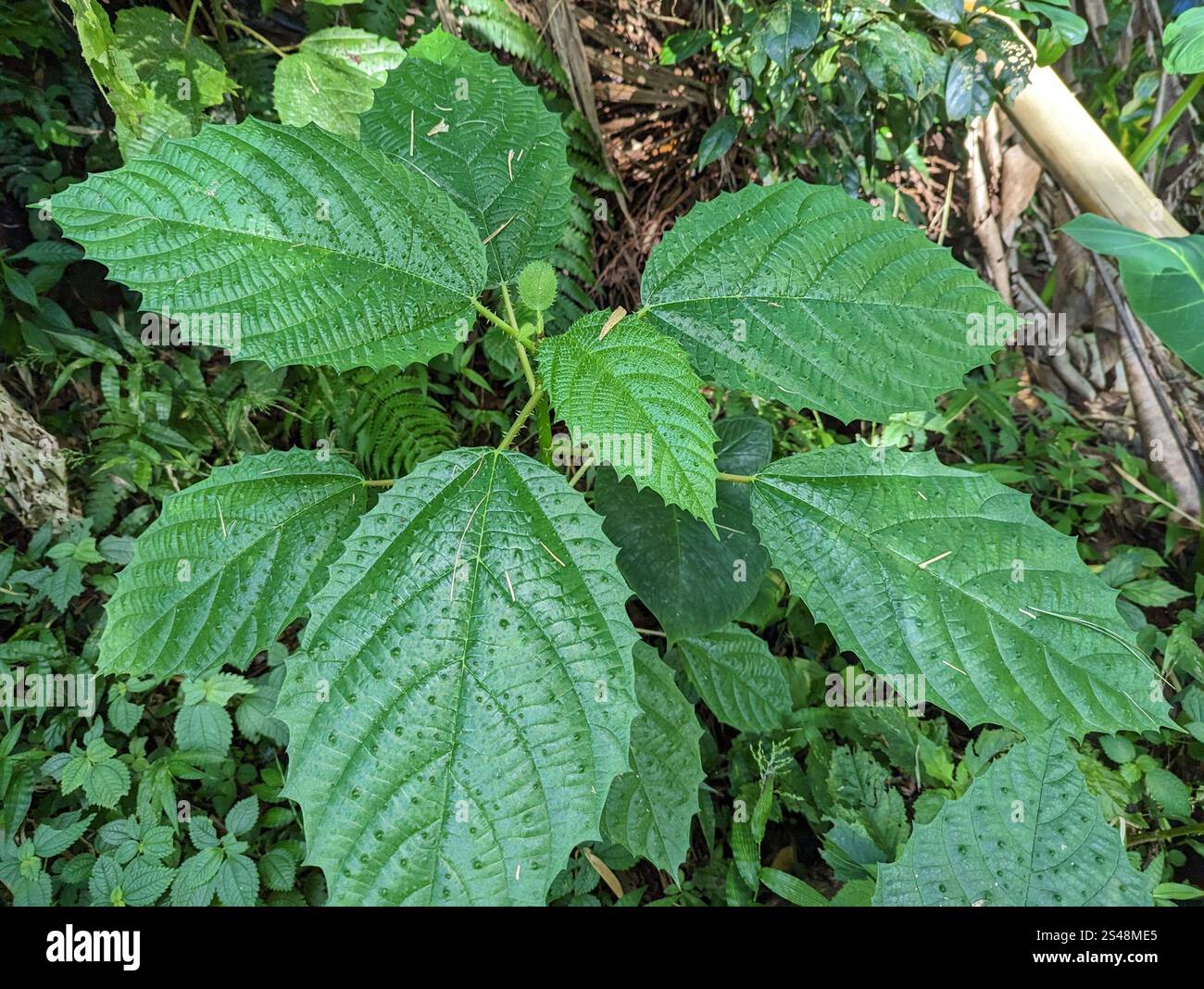 Scratchbush (Urera baccifera Stock Photo - Alamy