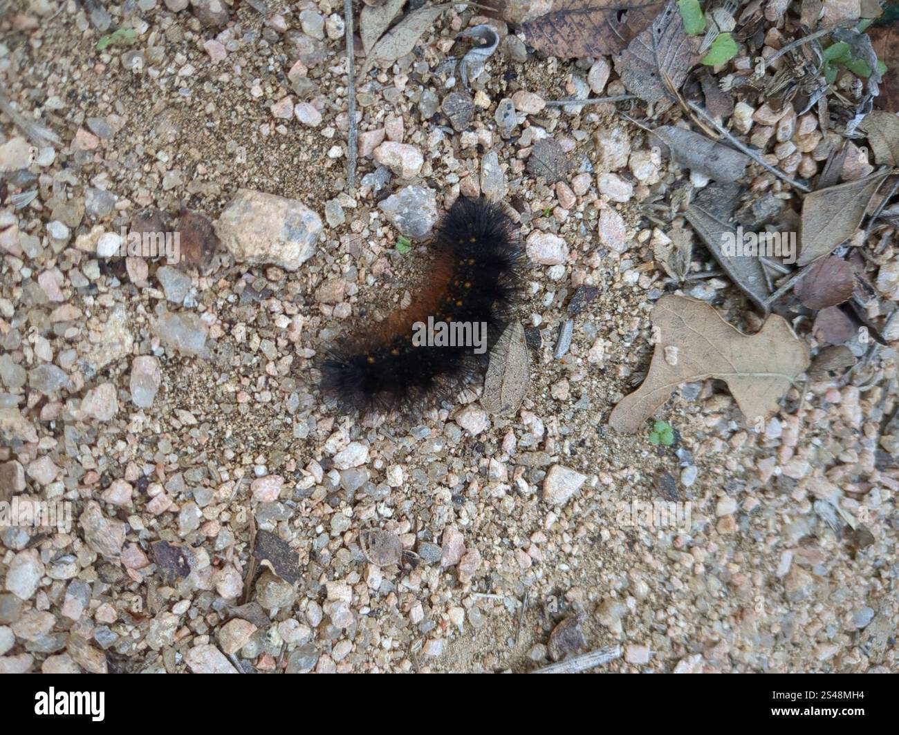 Salt Marsh Moth (Estigmene acrea Stock Photo - Alamy