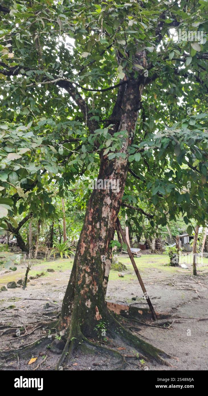 myrtle family (Myrtaceae Stock Photo - Alamy